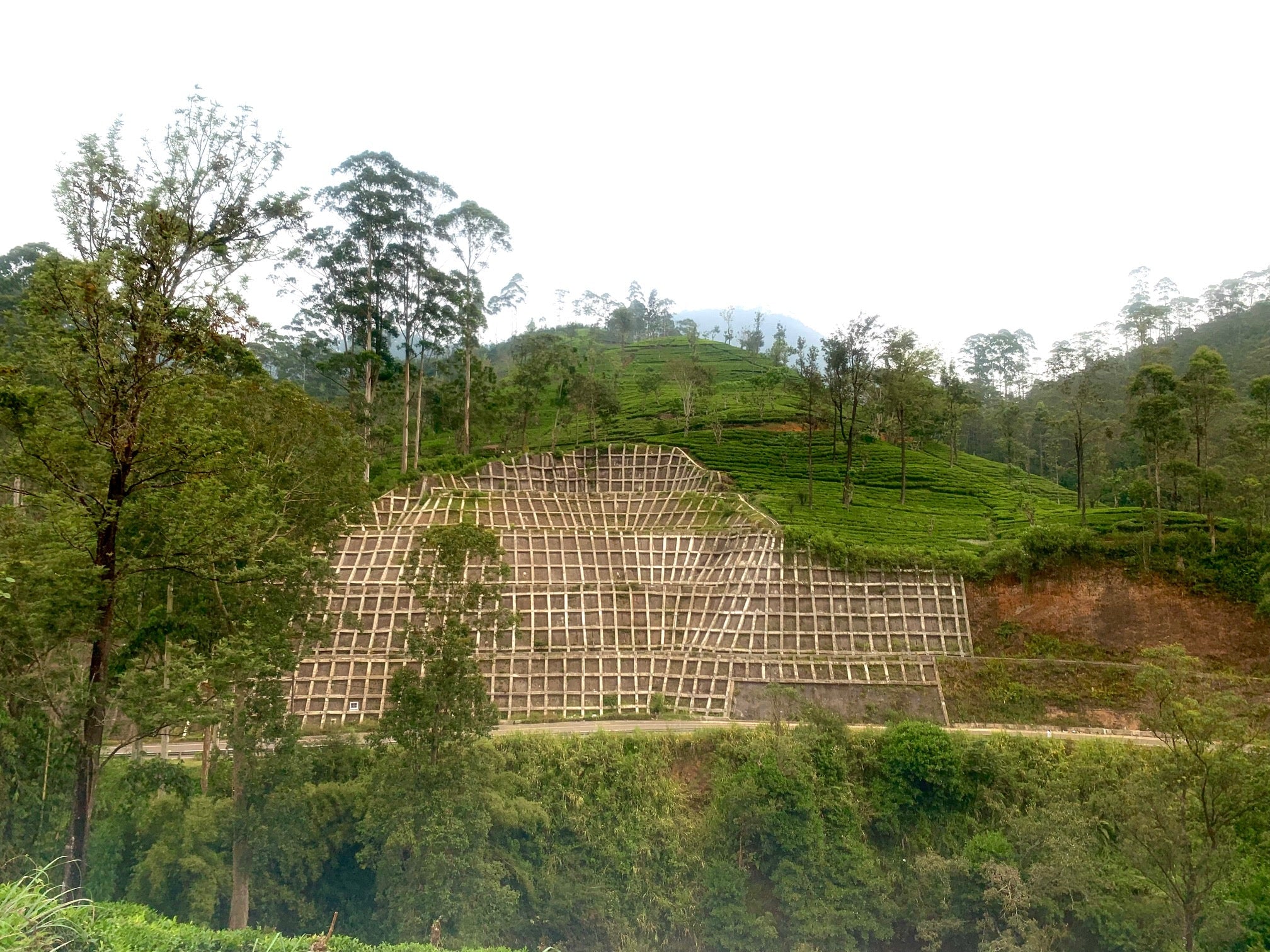 The Impact of Climate Change on Tea: A Story from Sri Lanka’s Highland ...