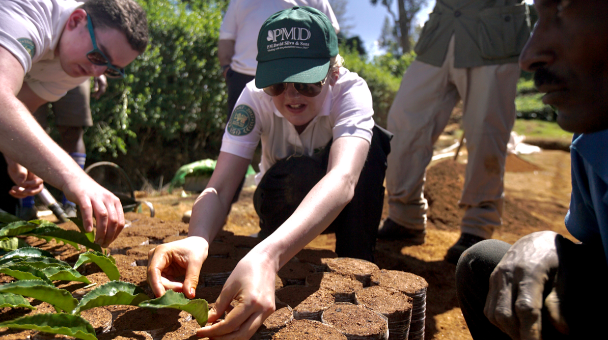 Tea Bush Propagation. Smart Stuff! – PMD Tea