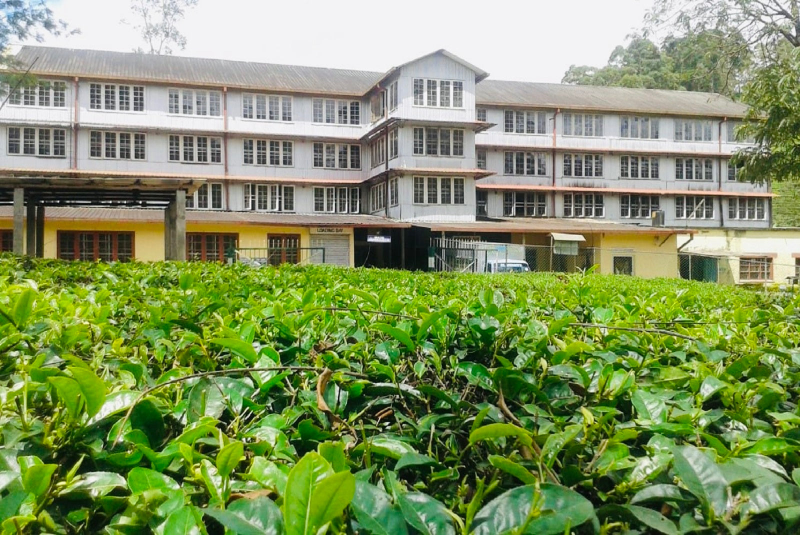 Estate Guide: St Andrews – A Dimbula Revival of Rosy Orange Pekoe Perf ...