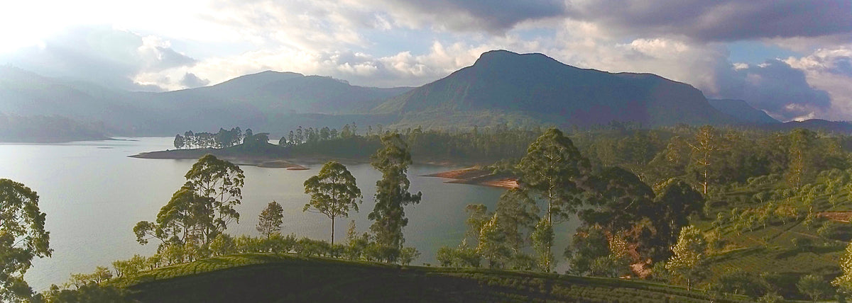 Tea Regions – PMD Tea