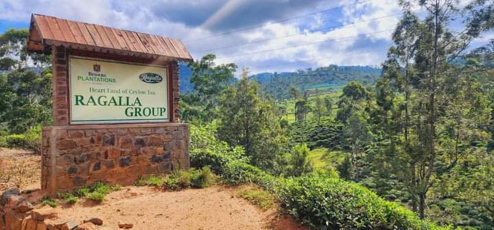 Ragalla Estate Reserve- Uda Pussellawa 2024 Harvest – PMD Tea